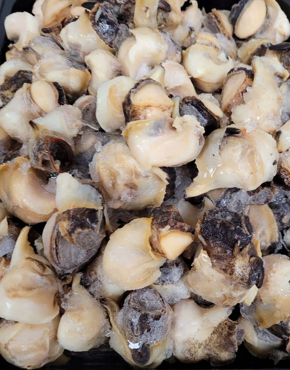 Frozen Caracol Burro Snail Conch Meat for Soups | Tres Islas Seafood