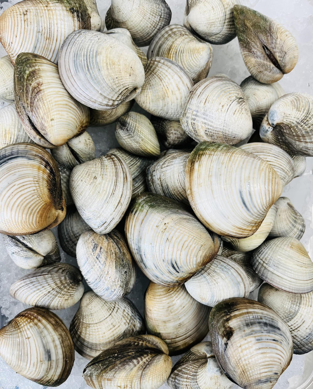 Clam Venus – Tres Islas Seafood