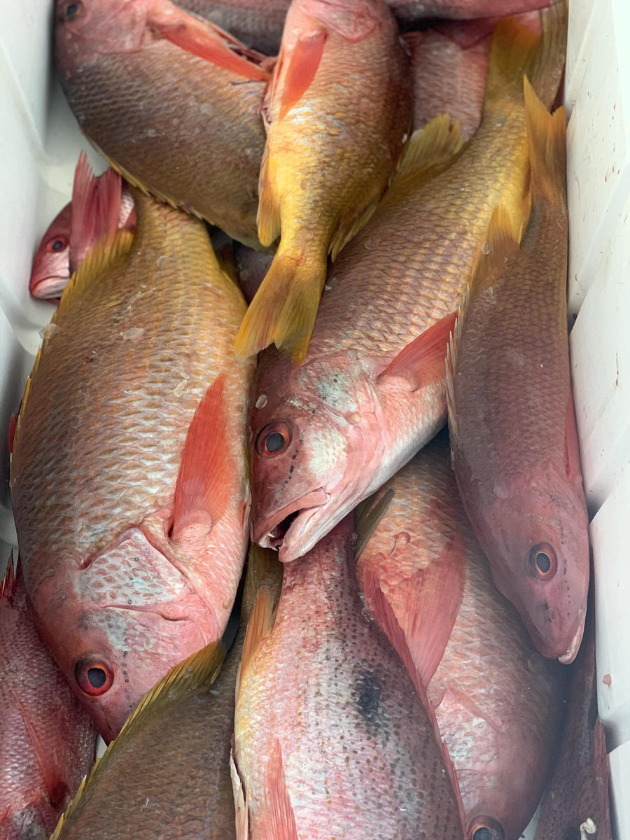 Pargo Entero/ Whole Snapper Fish- (2-3 pounds fish) – Tres Islas Seafood