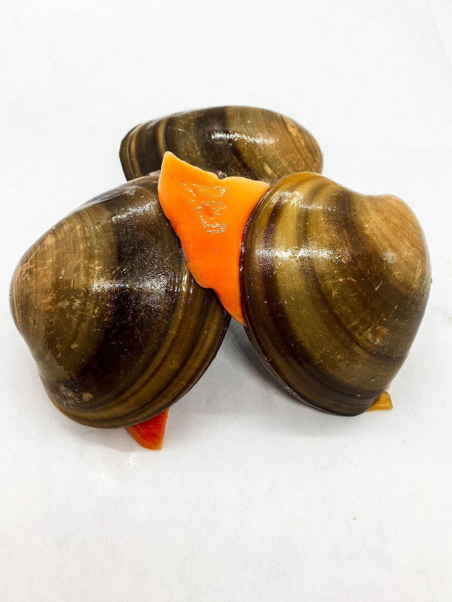 Chocolata Clam Almeja Chocolata 1 kilo bag (2.2 Lbs) – Tres Islas Seafood