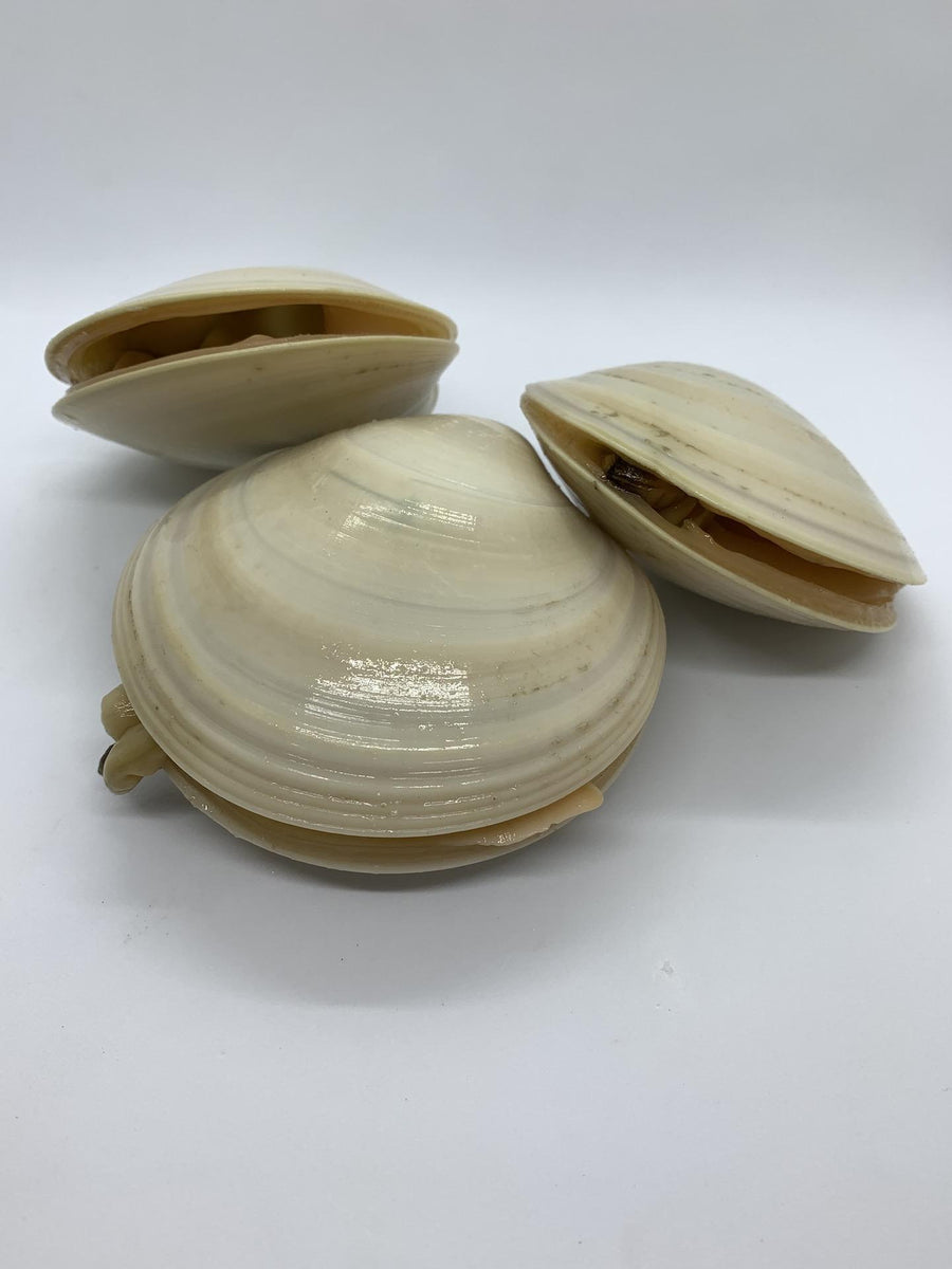 Queen Clam - Almeja Reina Per Kilo – Tres Islas Seafood