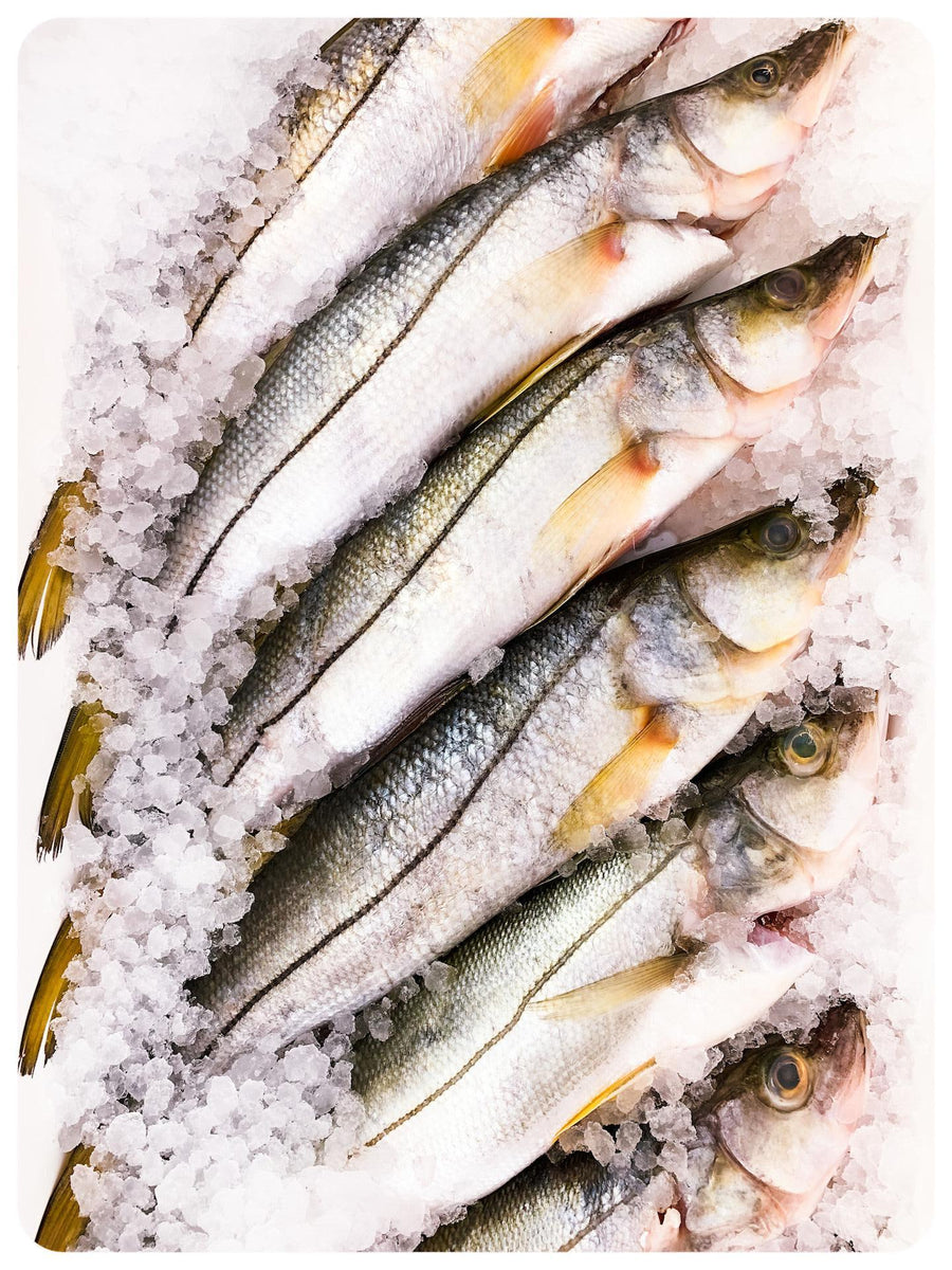 Fresh Whole Robalo Sea Bass - Wild-Caught | Tres Islas Seafood